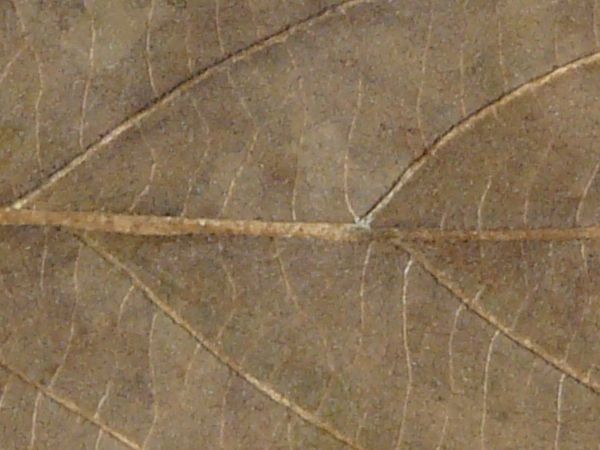 texture 0081 - Texturelib